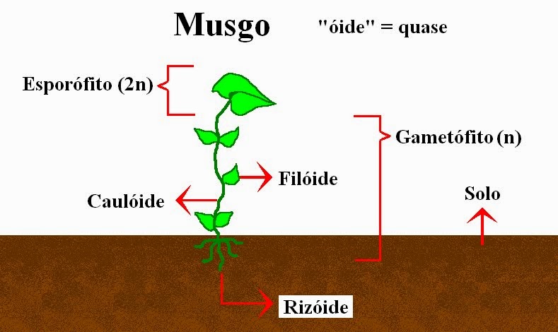 Bio Lounge: Briófitas - Conceitos Gerais